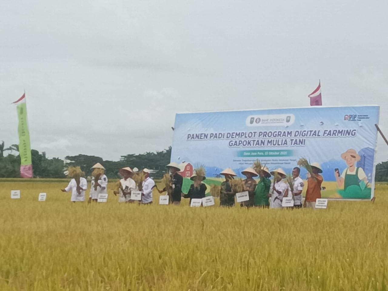 Bank Indonesia Riau Panen Demplot Padi Digital Farming di Kampung ...
